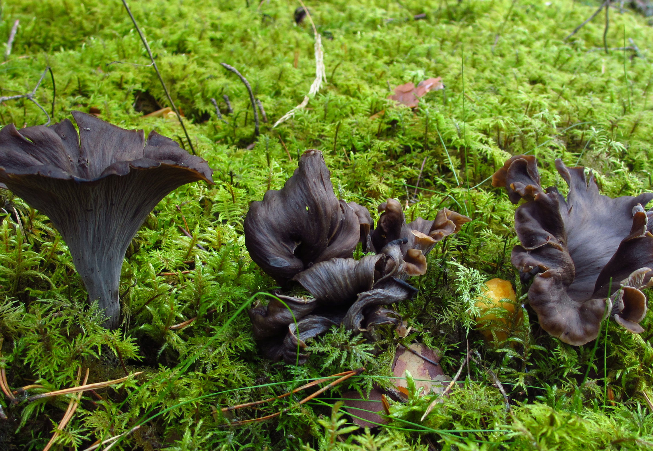 Visa – Helsingin Sanomat